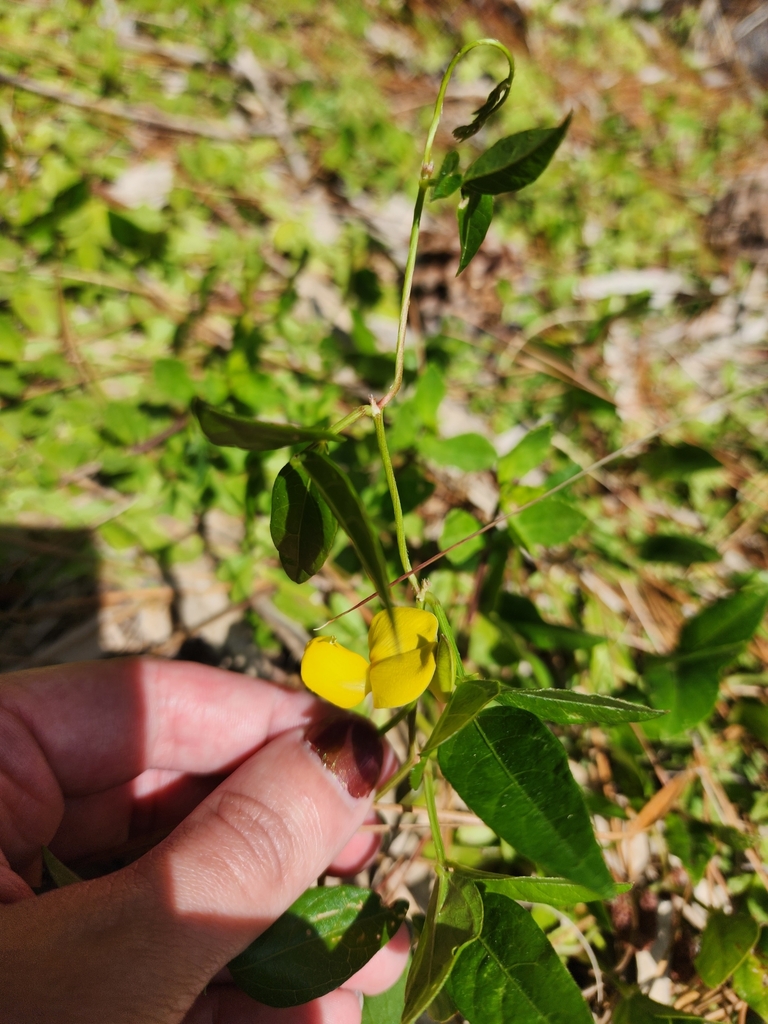 Wild Cowpea from Observation Tower, Kayak Tour,, St. Petersburg, FL ...