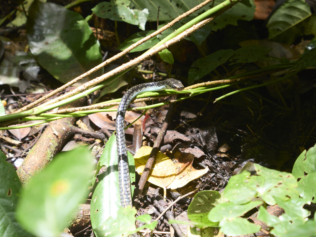 Palau Tree Snake from Koror, Palau on March 20, 2025 at 12:40 PM by ...