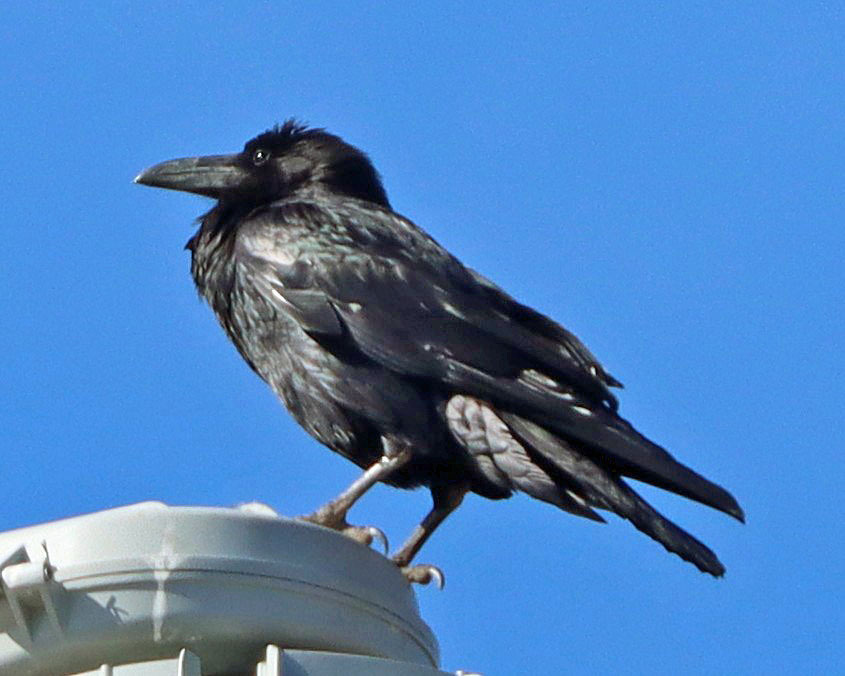Crows and Ravens from Canoa Ranch, AZ, USA on March 25, 2025 at 09:17 ...
