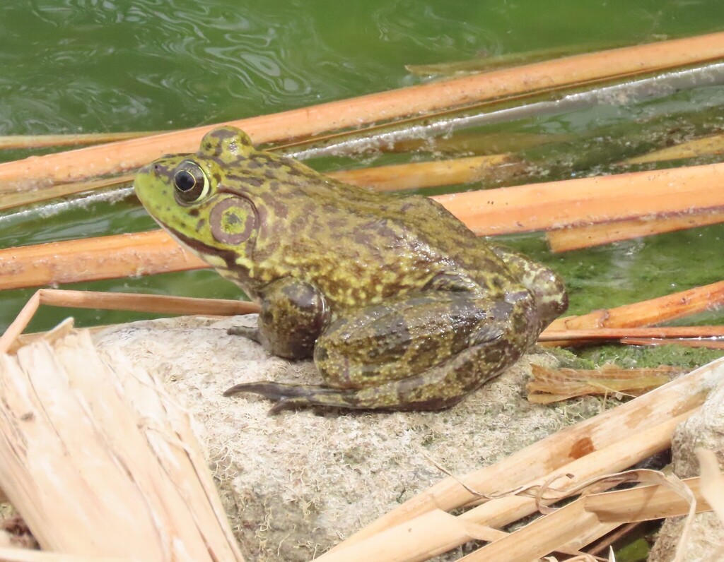 American Bullfrog from Clark County, NV on June 22, 2022 at 11:25 AM by ...