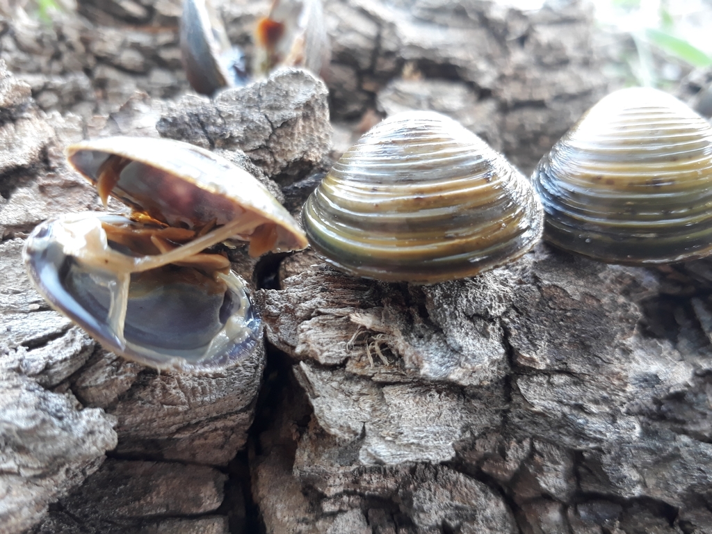 Asian Clam from Temósachic, MX-CH, MX on August 8, 2019 by francelia ...