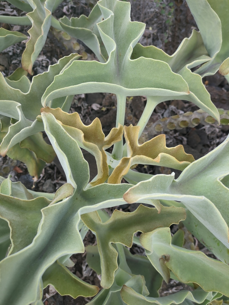 Velvet-leaf from Kailua-Kona, HI, USA on March 20, 2025 at 04:40 PM by ...