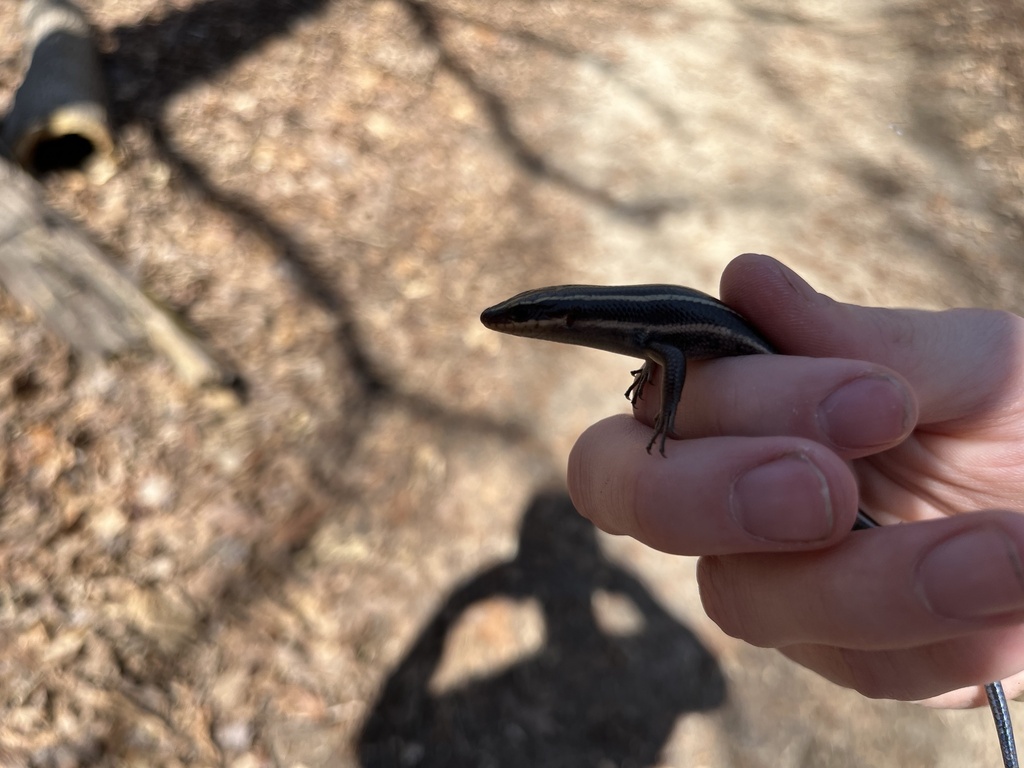 Common Five-lined Skink from Willow Spring, NC, US on March 25, 2025 at ...