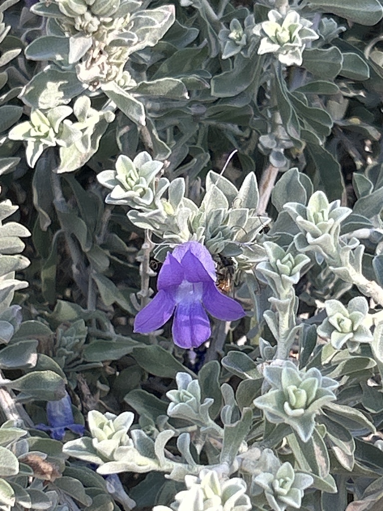 Western Honey Bee from W Maiden Ln, Buckeye, AZ, US on March 25, 2025 ...