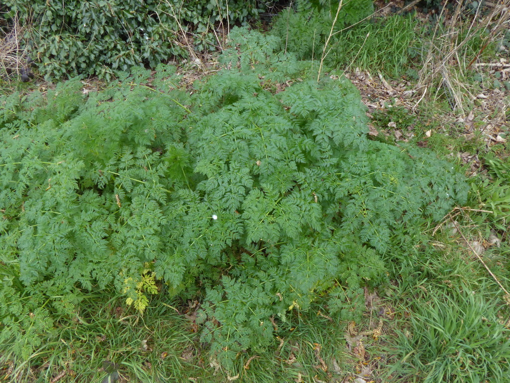poison hemlock from Croydon, UK on March 25, 2025 at 02:37 PM by jamie ...