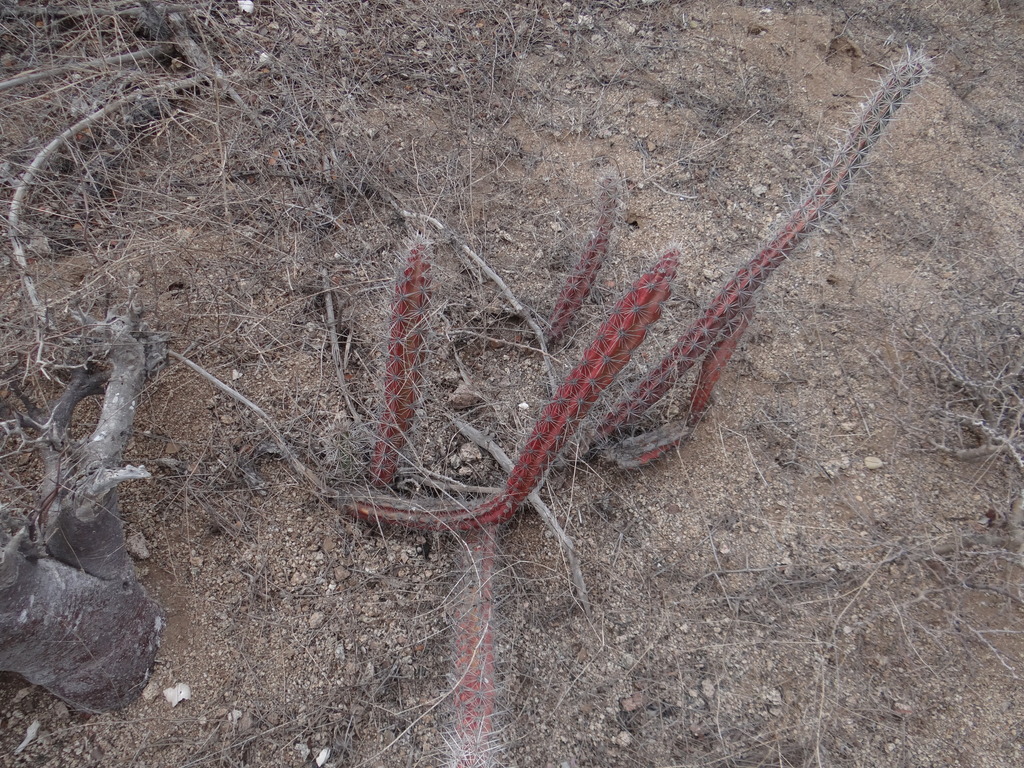 Octopus Cactus in March 2025 by Aarón Pérez · iNaturalist