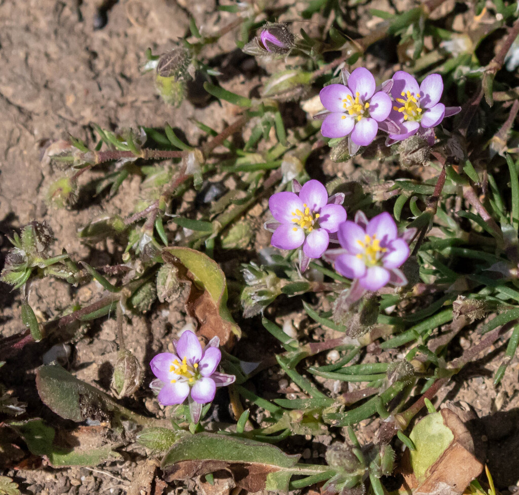 Red Sand Spurrey from West Briones Reservoir, Contra Costa County, CA ...