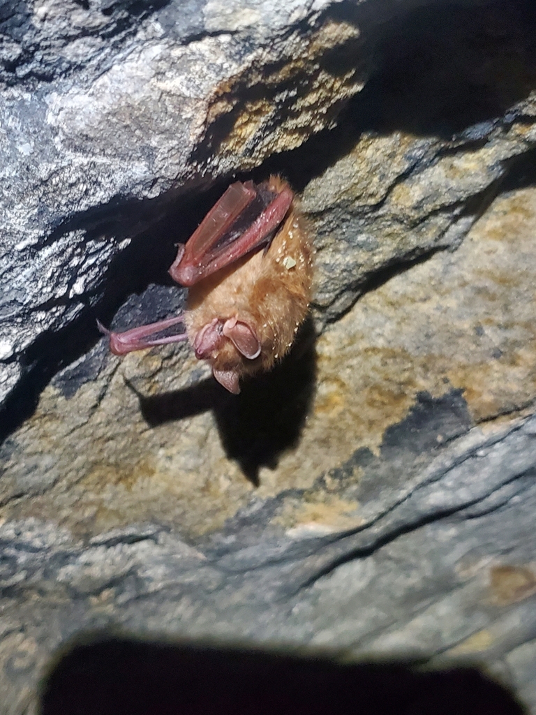 Tricolored Bat in March 2025 by Cob · iNaturalist