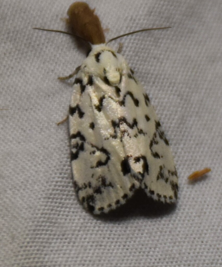 Hebrew Moth from Bellini Preserve, Poinciana, FL 34759, USA on March 24 ...