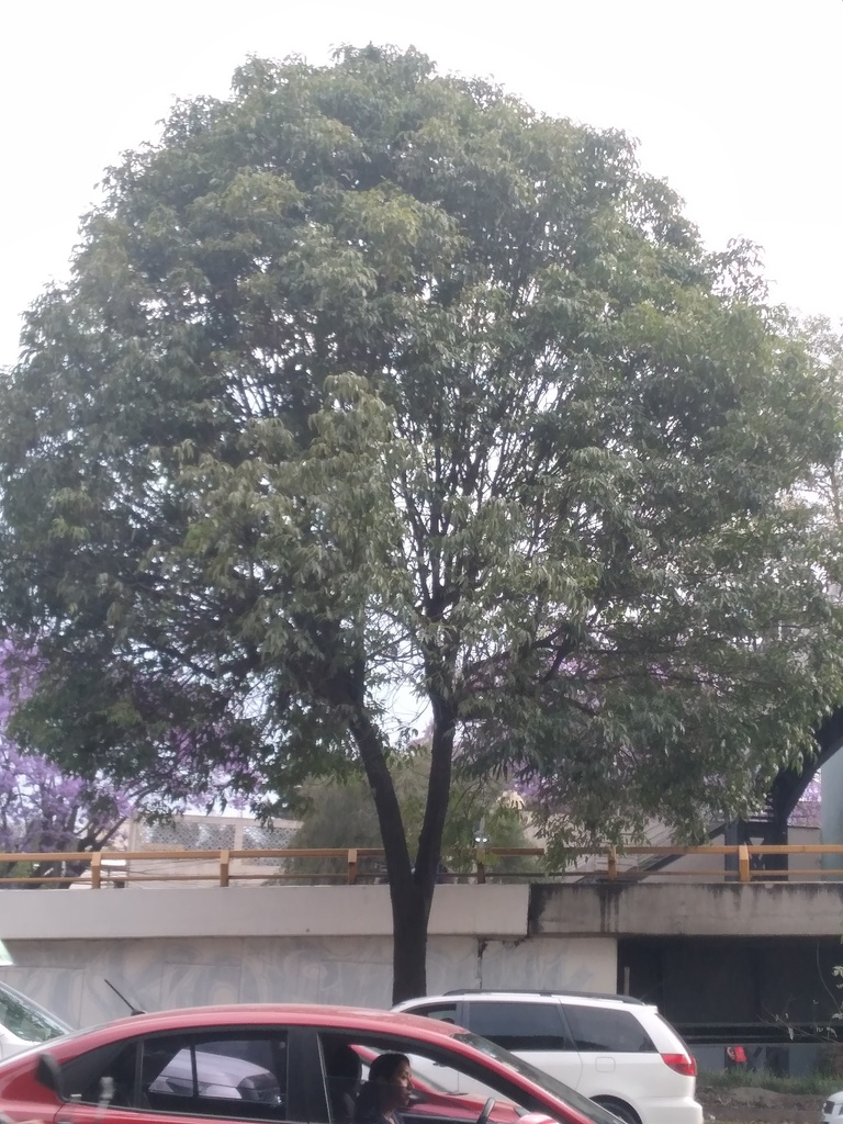 Shamel Ash from Insurgentes Mixcoac, 03920 Ciudad de México, CDMX ...