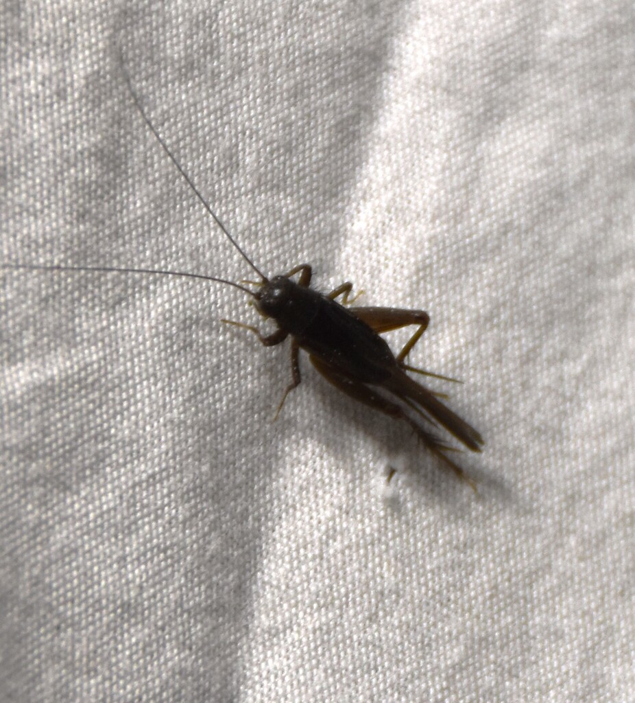 Trigs, Sword-tailed Crickets, and Ground Crickets from Bellini Preserve ...