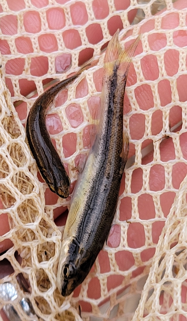 Eastern Blacknose Dace from Unger, WV 25411, USA on March 25, 2025 at ...