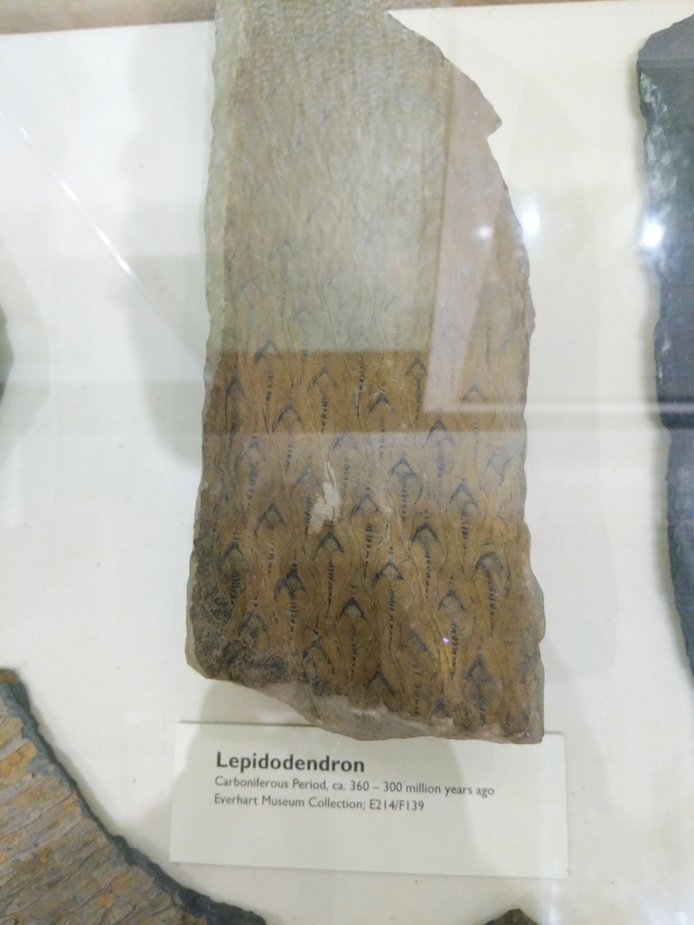 (Lepidodendron) - Botanical Realm