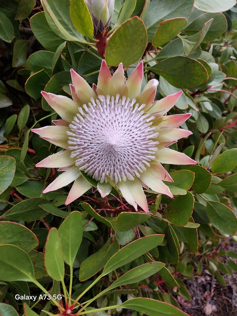 King Protea from Mount Tomah NSW 2758, Australia on March 26, 2025 at ...