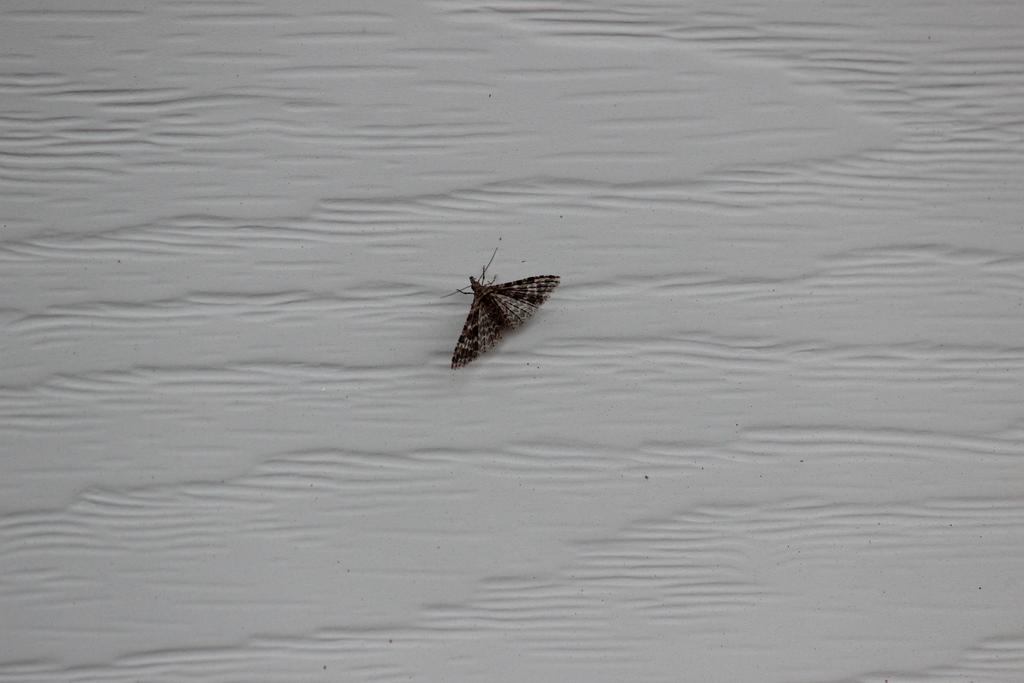 Montana Six-plume Moth from Maple Creek, SK S0N, Canada on March 25 ...