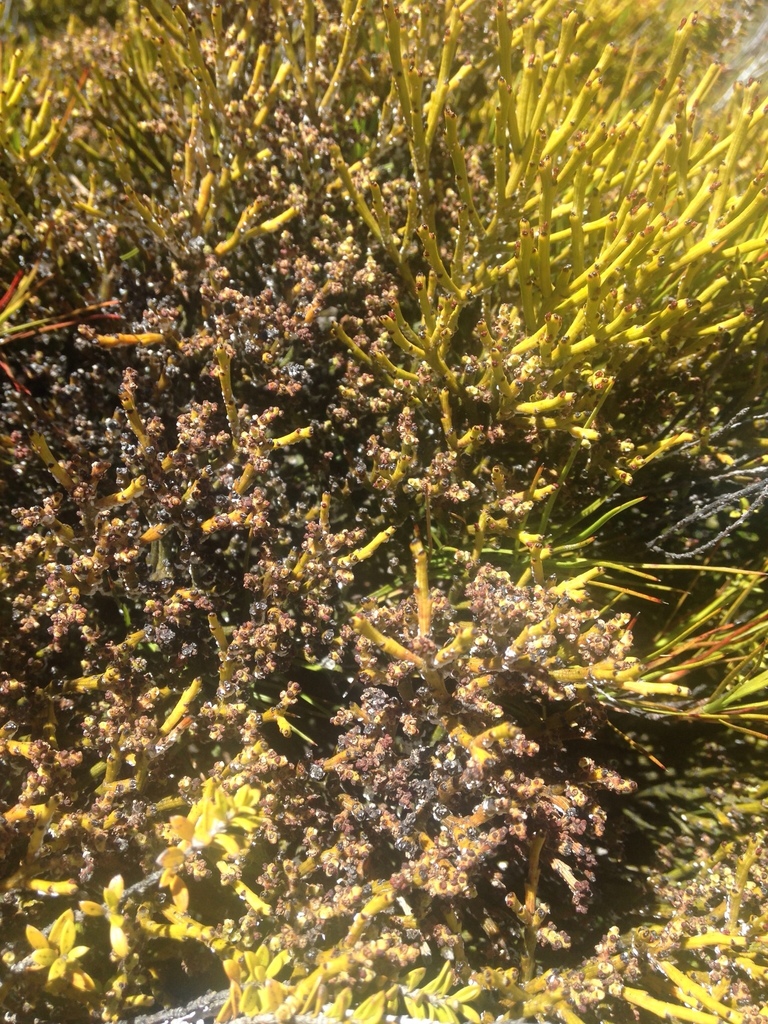 (Exocarpos) - Botanical Realm