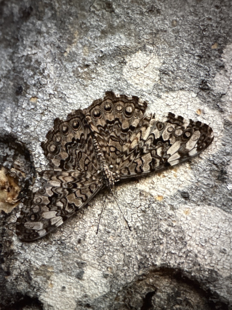Hamadryas februa ferentina in February 2025 by wlevernier · iNaturalist