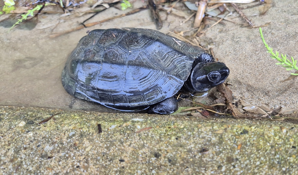 Chinese Pond Turtle in March 2025 by e2gb · iNaturalist