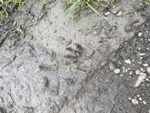 Raccoon Tracks – NatureTracking