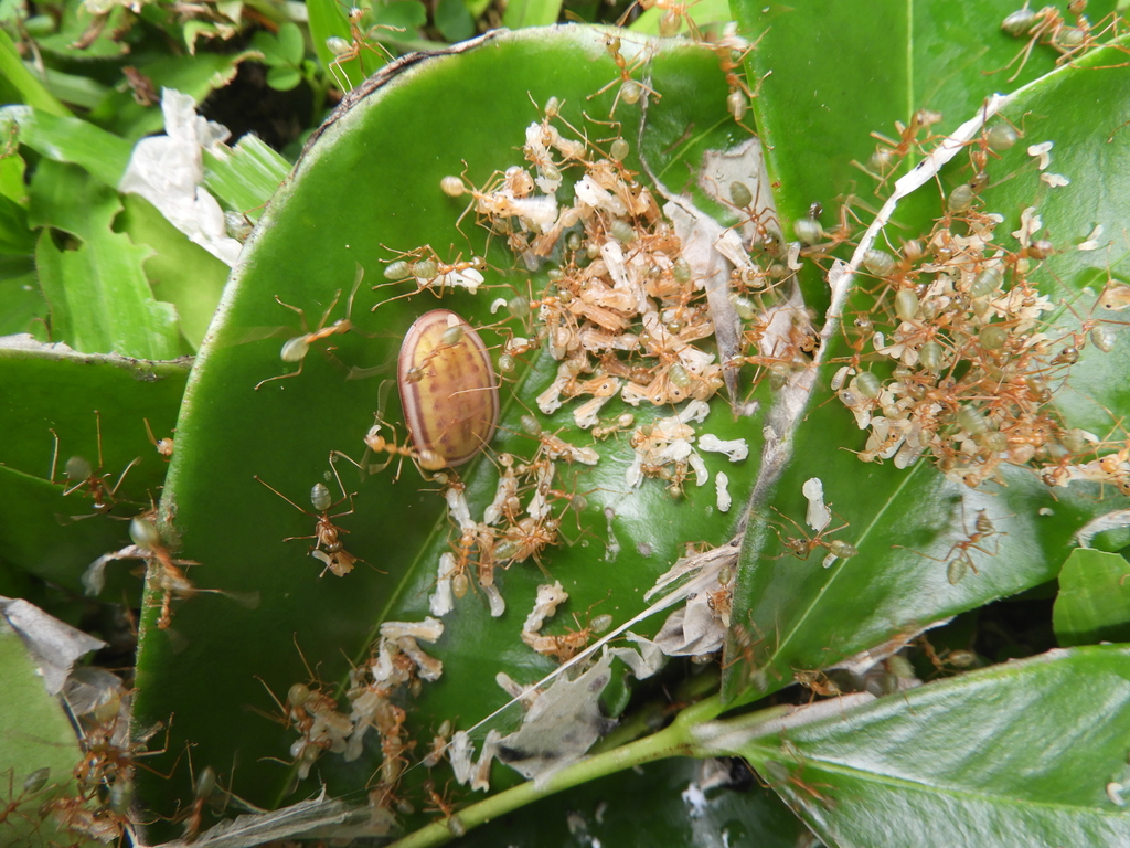Liphyra brassolis major in March 2025 by Penny Taylor. Larval stage ...