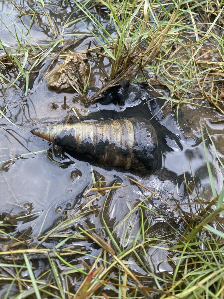 Telescopium telescopium from Campwin Beach, QLD, AU on March 26, 2025 ...