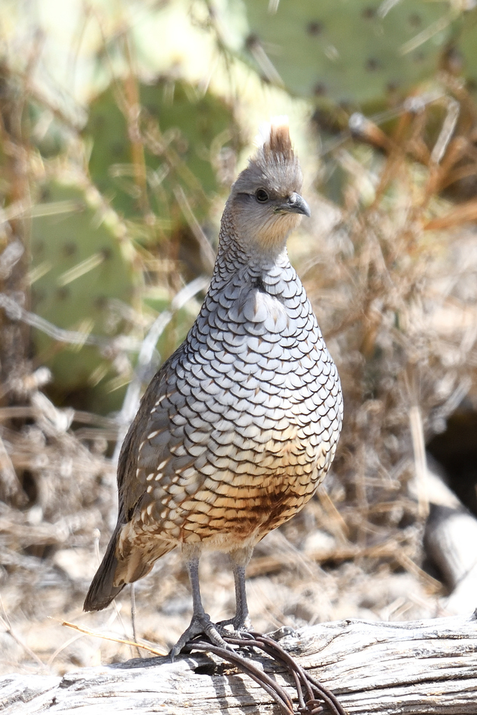 Scaled Quail from Bustamante, N.L., México on March 21, 2025 at 11:45 ...