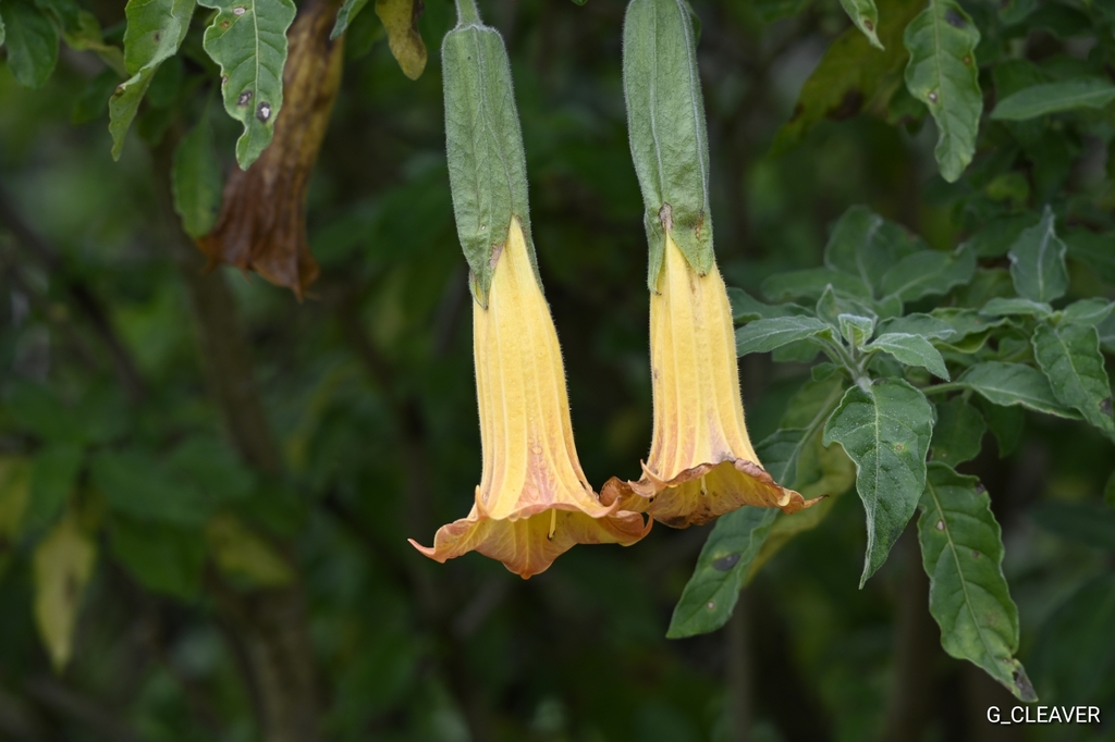 Red Angel's Trumpet from Blue Mountains, NSW, Australia on March 26 ...