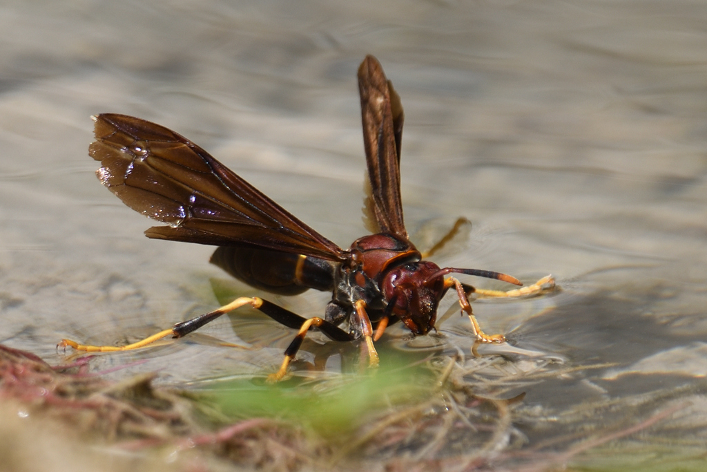 Ringed Paper Wasp from Bustamante, N.L., México on March 22, 2025 at 11 ...