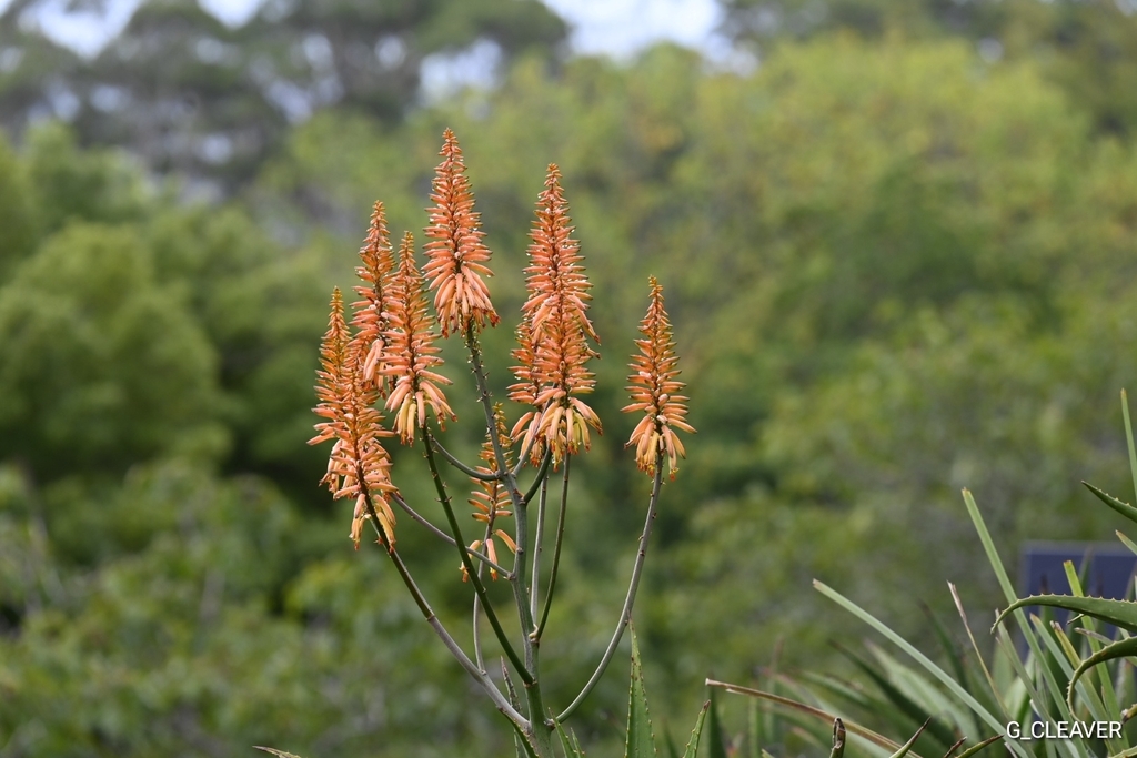French Aloe from Blue Mountains, NSW, Australia on March 26, 2025 at 11 ...