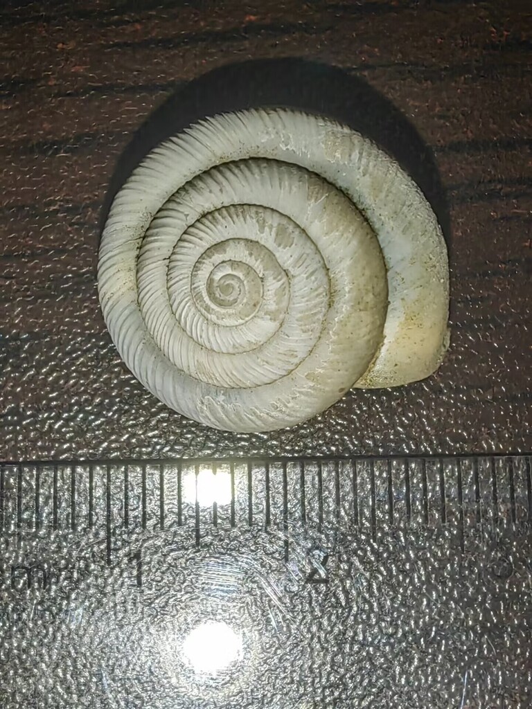 Cathaica fohuiensis from Jinan, CN-SD, CN on March 24, 2025 at 09:43 AM ...