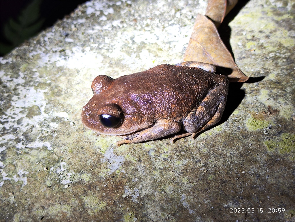 Hainan moustache Toad in March 2025 by mengjinxia · iNaturalist