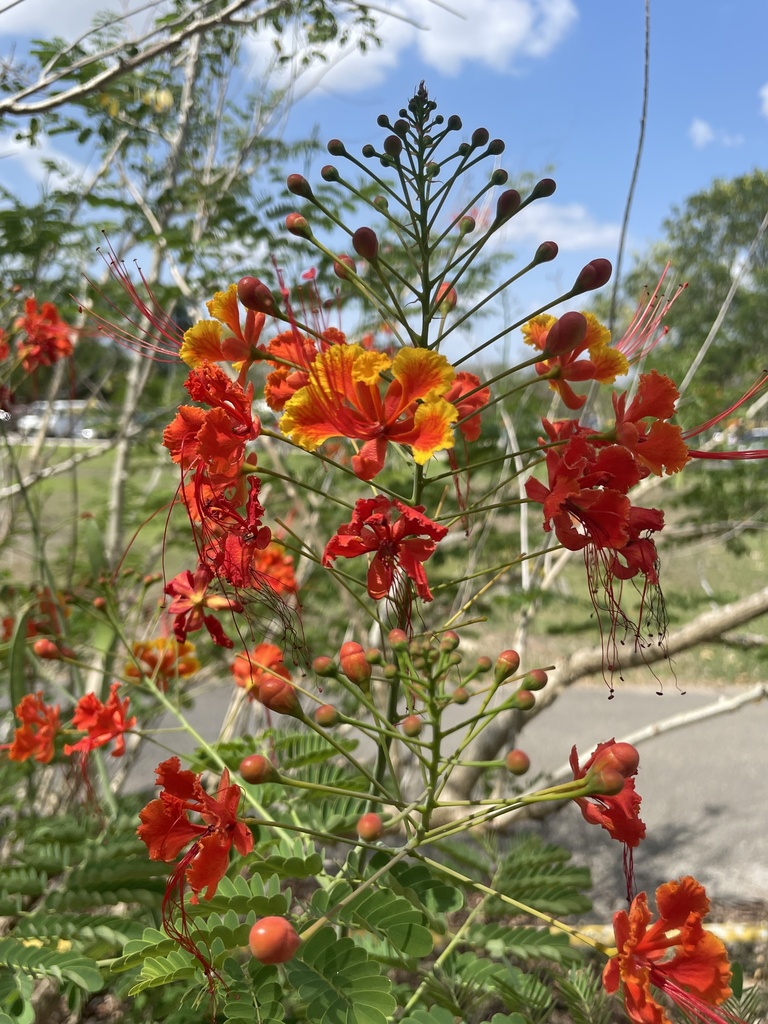 peacock flower from Cholul, Mérida, Yuc., MX on March 25, 2025 at 10:34 ...