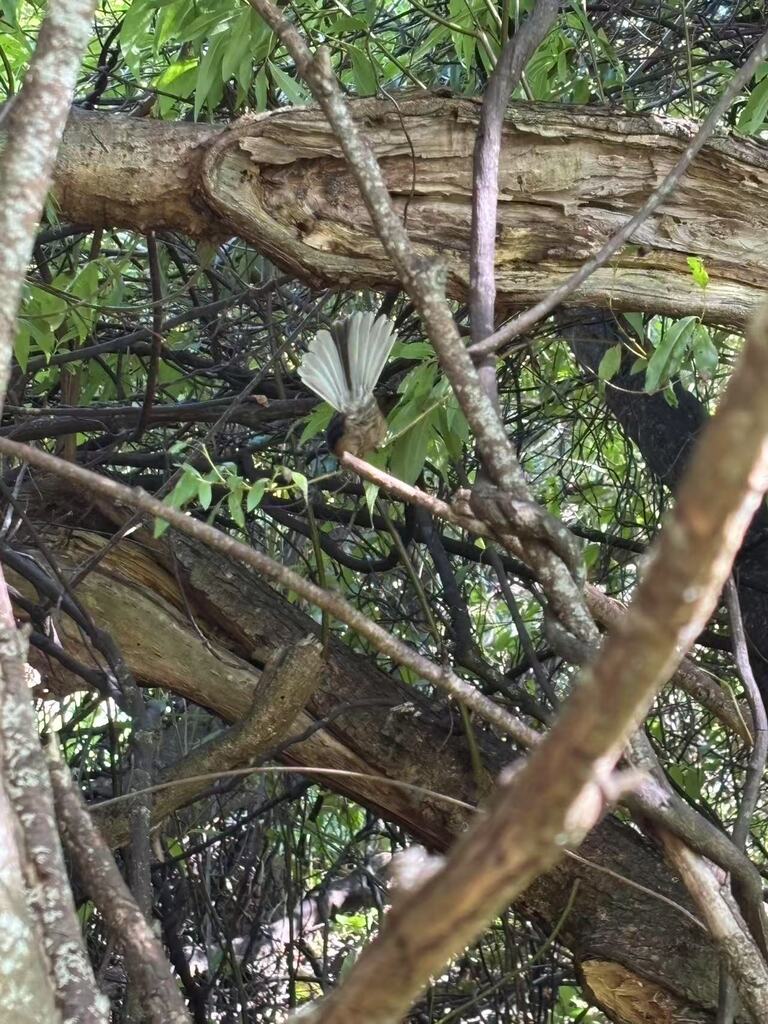 New Zealand Fantail from Tārerekautuku Yarrs Lagoon Reserve on March 07 ...