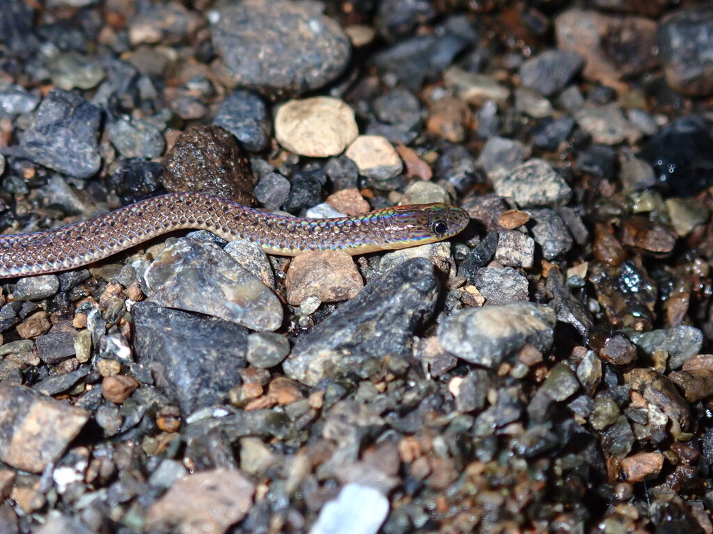 Palawan Worm Snake (Calamaria palavanensis) - Snakes and Lizards