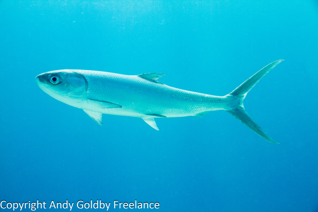 Milkfish from La Digue and Inner Islands, Seychelles on October 10 ...