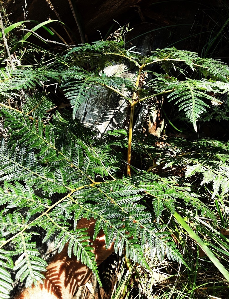 Austral Bracken from Hassans Walls Reserve, NSW 2790, Australia on ...