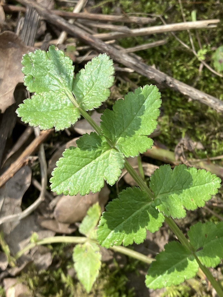 stone parsley from Bridgewater Road, Wembley, England, GB on March 26 ...
