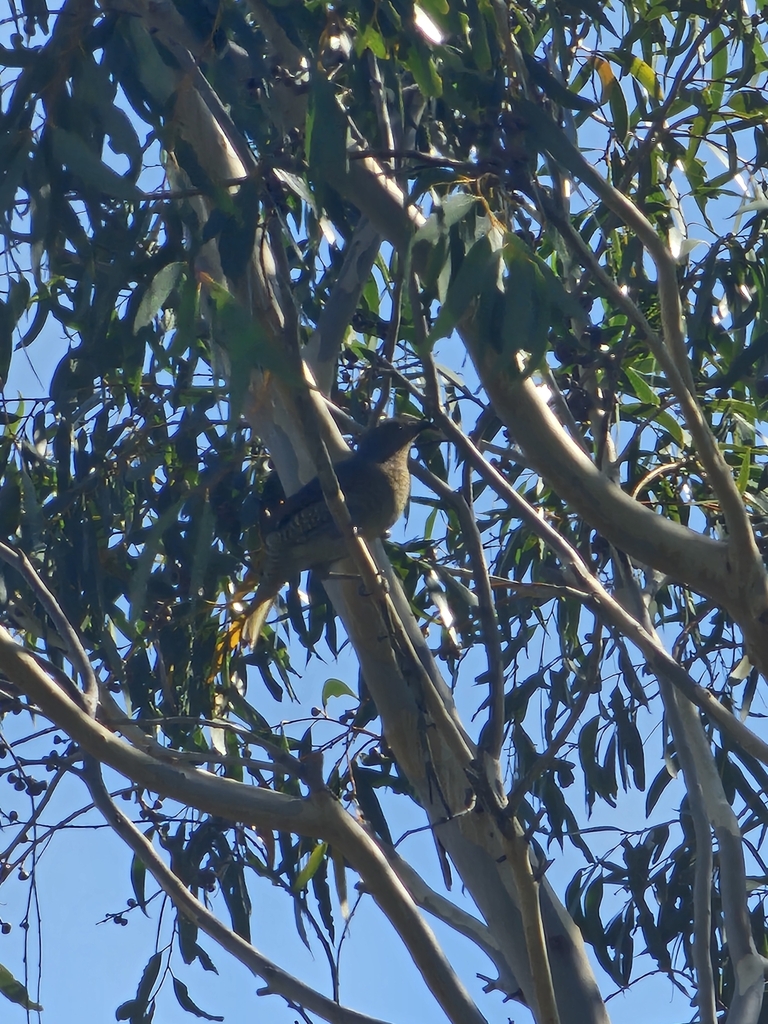 Eastern Australian Koel from Coree, ACT 2611, Australia on March 26 ...