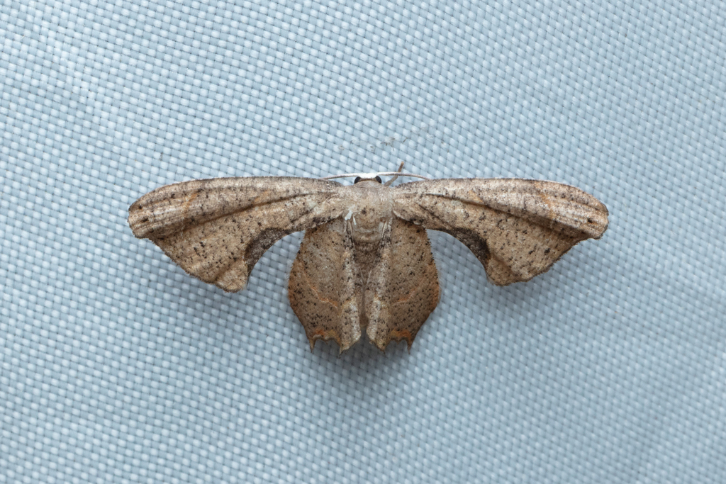 Phazaca in March 2025 by Jacky Lau · iNaturalist