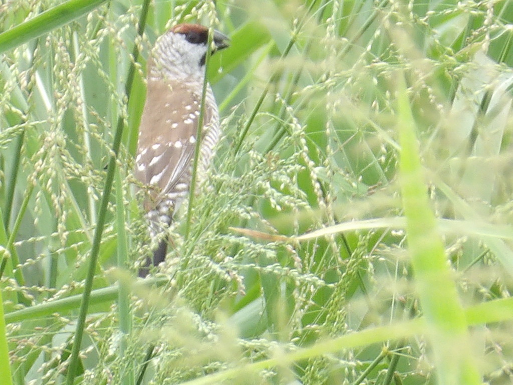 Plum-headed Finch from Sexton QLD 4570, Australia on March 21, 2019 at ...