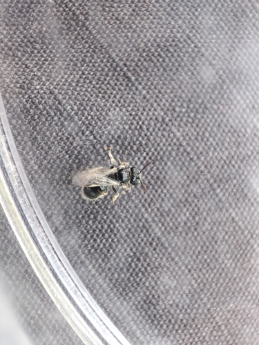 Panurginus turcomanicus · NaturaLista Colombia