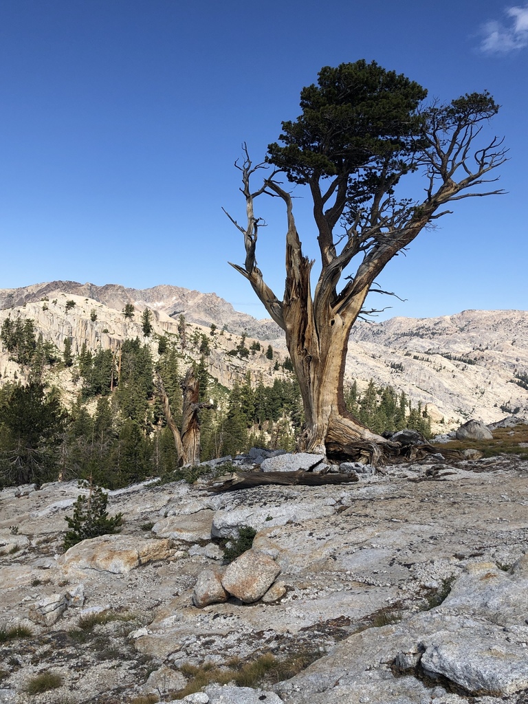 conifers from Yosemite National Park, Groveland, CA, US on August 7 ...