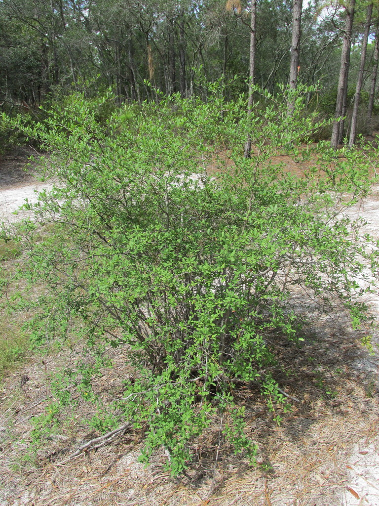 Pondspice in August 2019 by cape_fear · iNaturalist