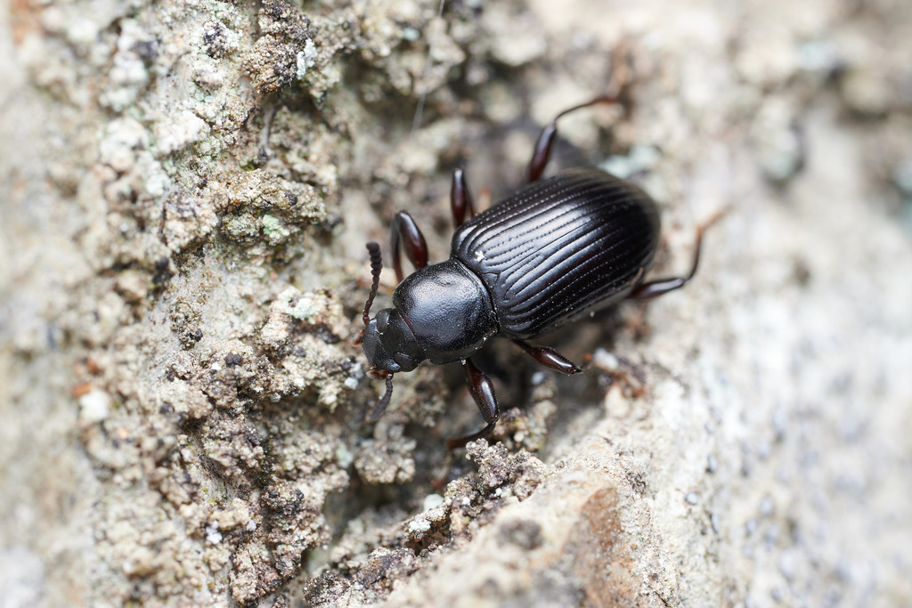 Derosphaerus from 中国浙江省丽水市龙泉市 on September 11, 2024 at 09:22 PM by Li Jianbo · iNaturalist