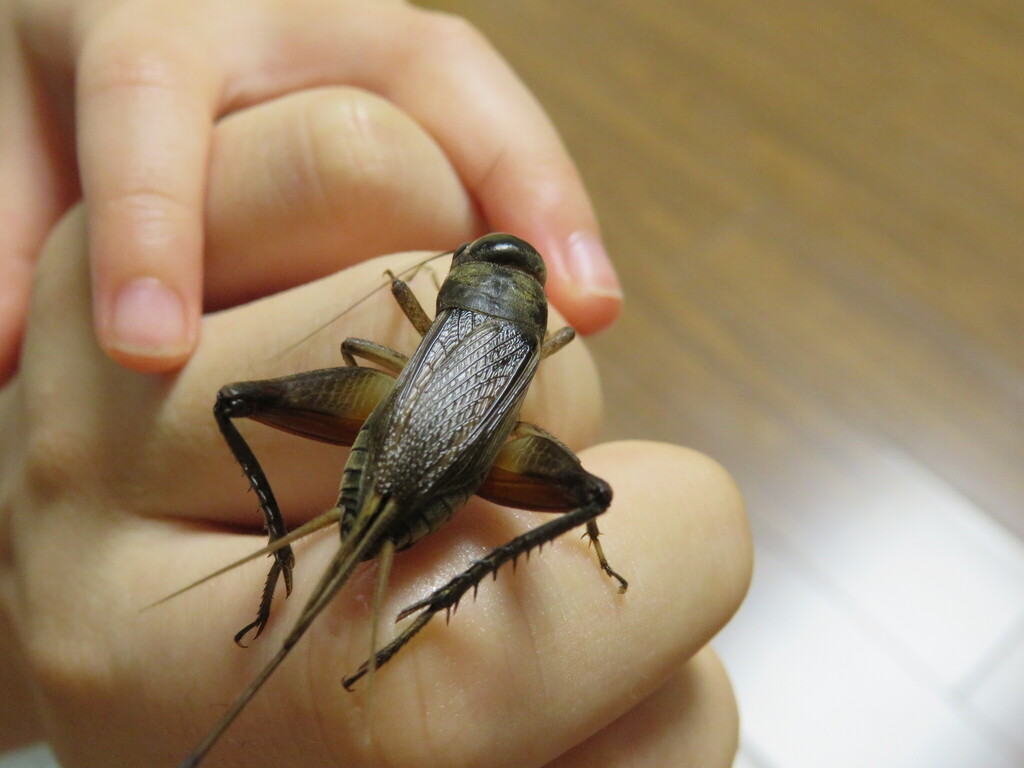 Emma Field Cricket from 瑞泰新城 中国江苏省镇江市京口区 on September 08, 2021 at 08:03 ...