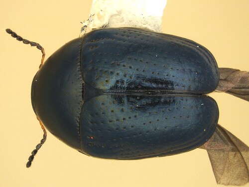 Lexiphanes seminulum · iNaturalist