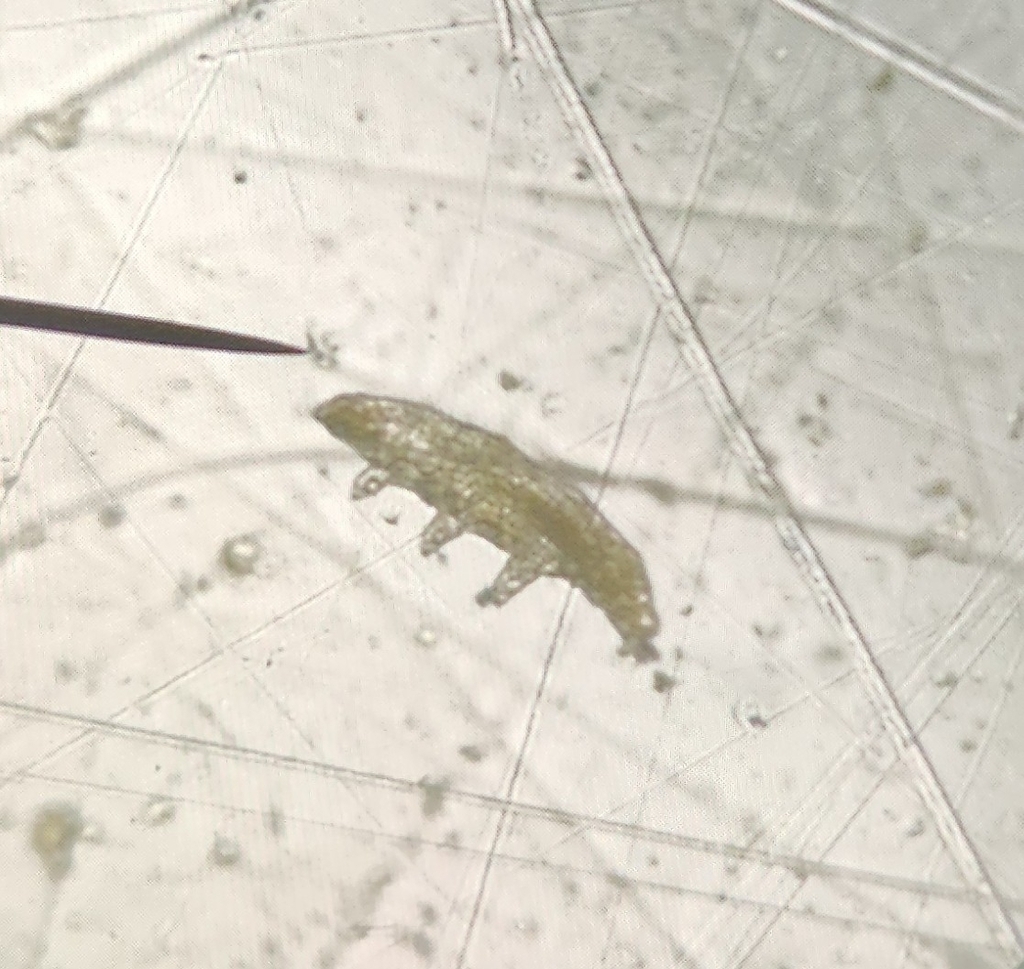 Parachela from Noblesville, IN 46062, USA on March 26, 2025 at 10:00 AM ...