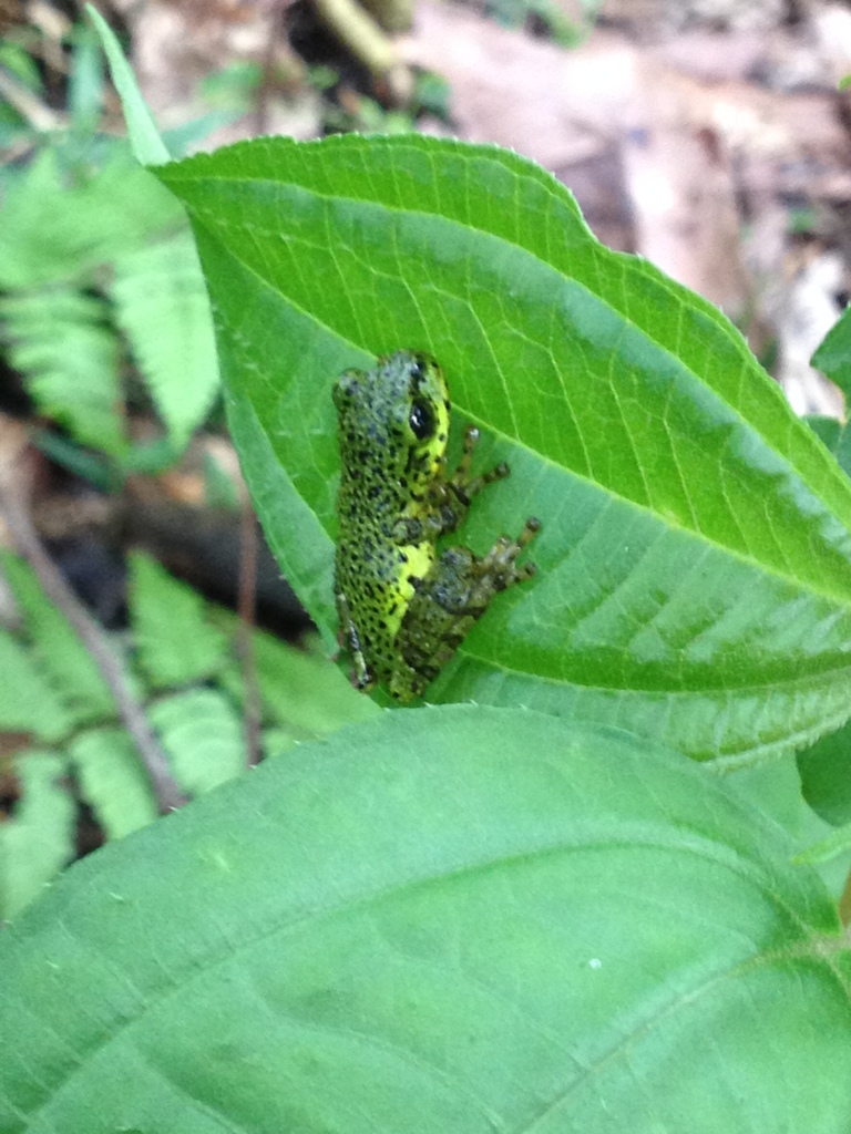 Porthole tree frog from San Juan Acateno, Pue., México on August 6, 2019 at 03:20 PM by petra-su ...