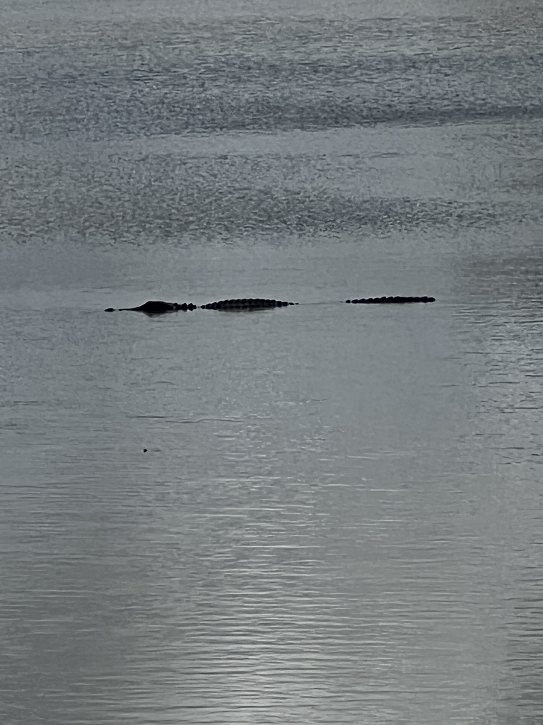 American Alligator from Lake Texana, Ganado, TX, US on March 22, 2025 ...