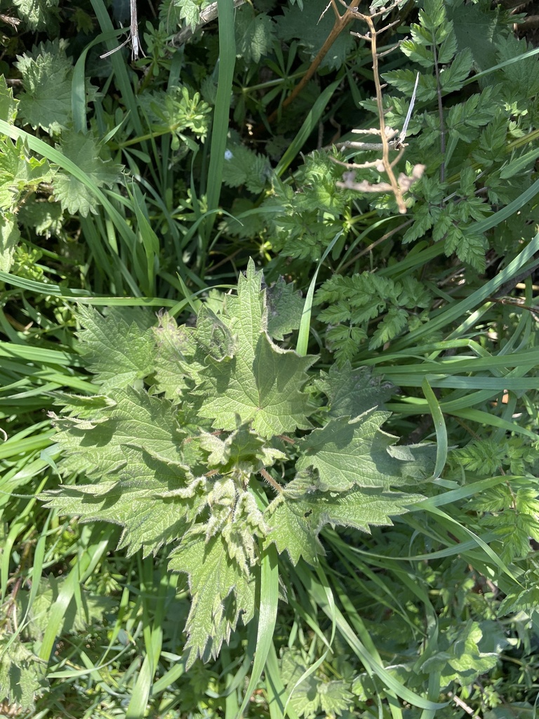 great stinging nettle from Aberthin Lane, Cowbridge, Wales, GB on March ...